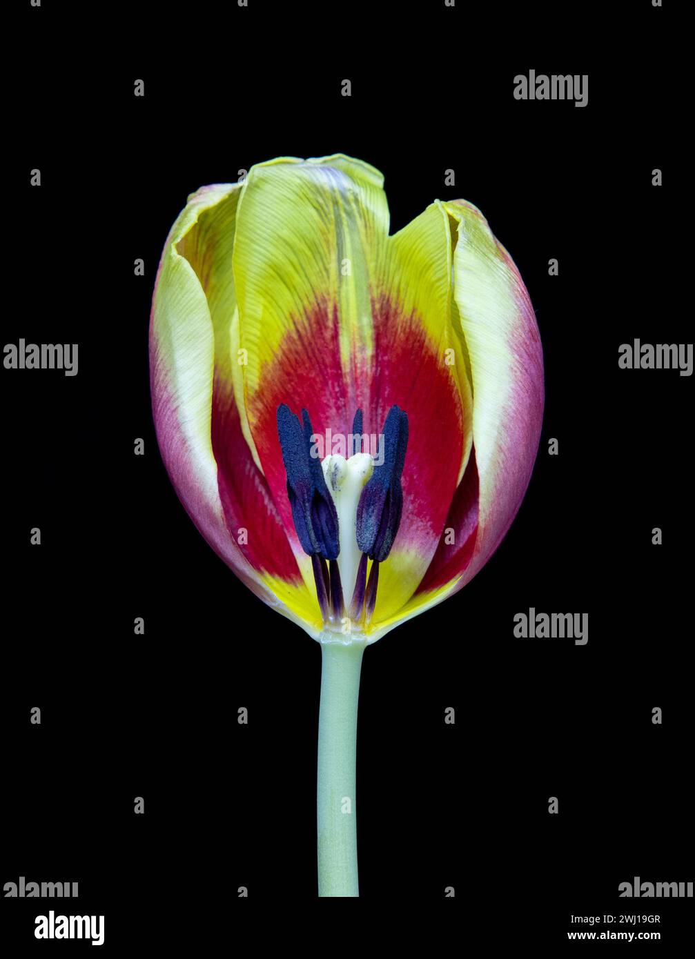 Tulip stamen pistil macro hi-res stock photography and images - Alamy