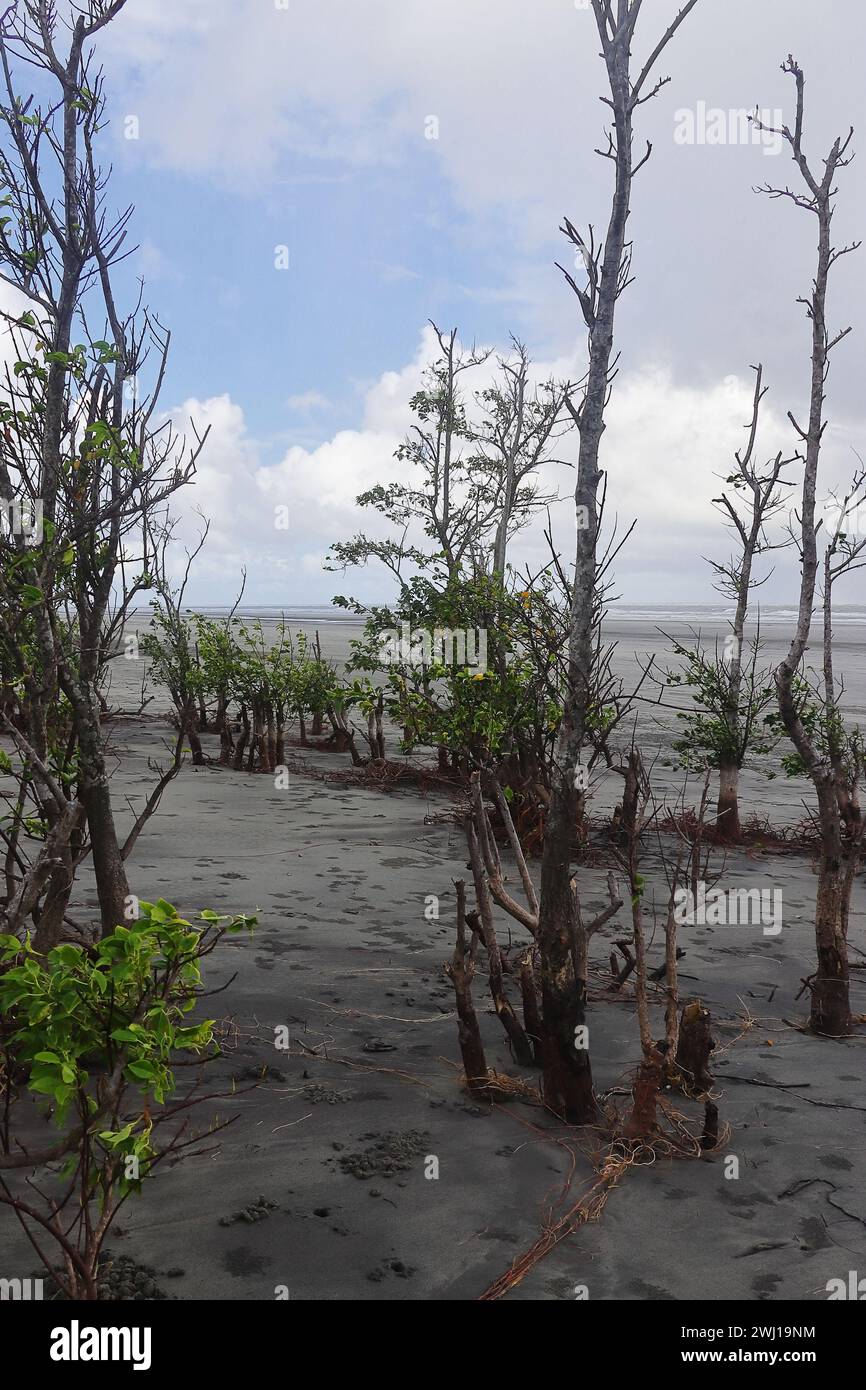 henry's island sea beach, beautiful coastline of bakkhali and vacation ...