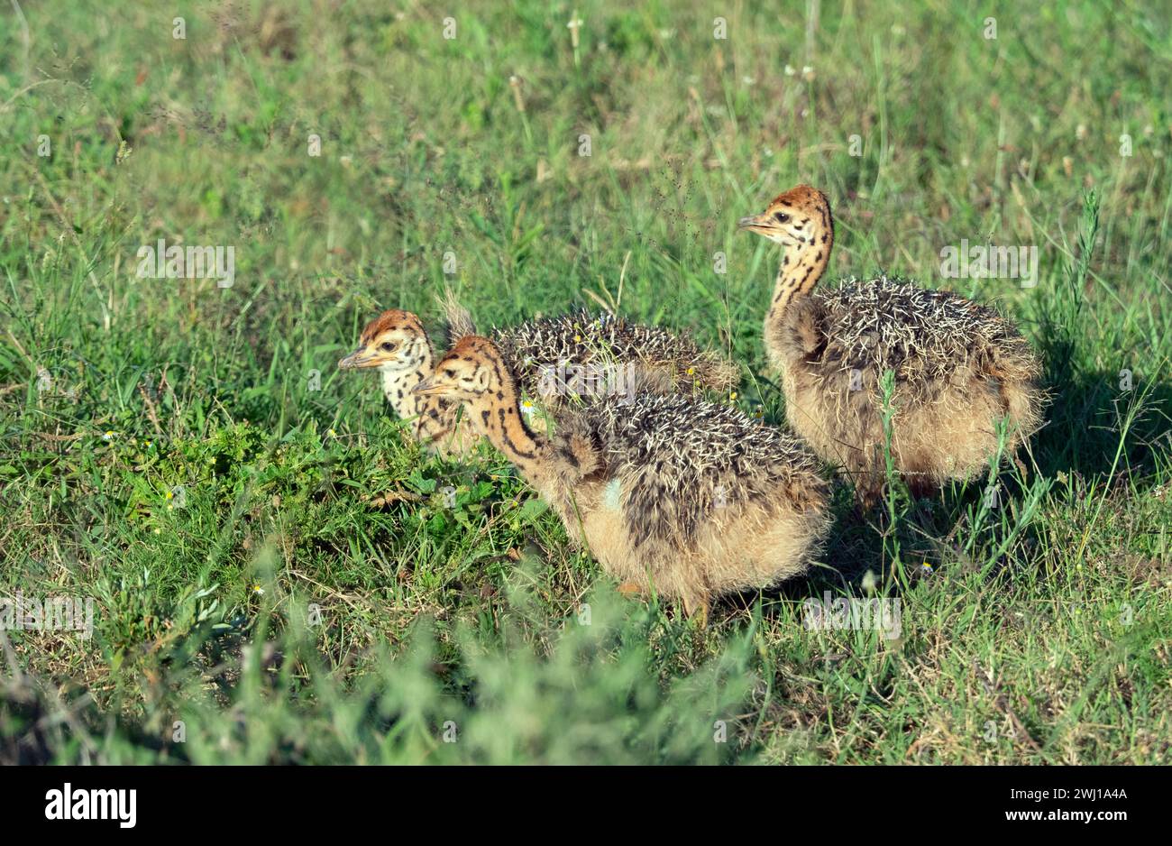 Ostrich chicks running hi-res stock photography and images - Alamy