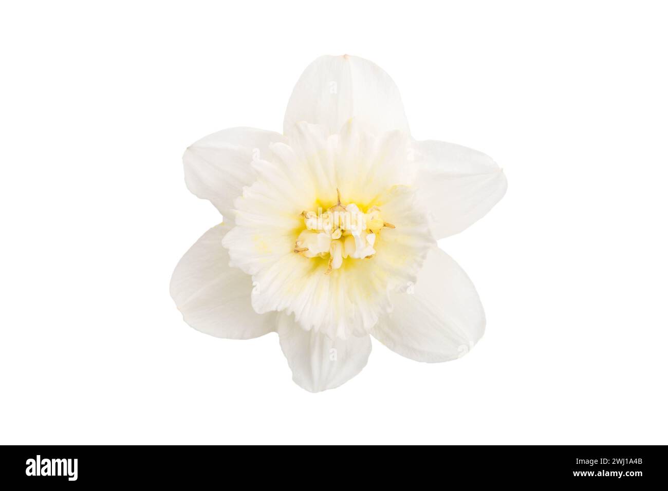 Flower of a daffodil with a yellow center isolated on a white ...