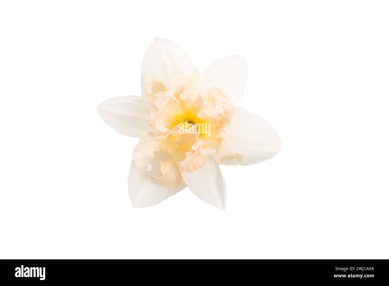 Flower of a daffodil with a yellow center isolated on a white ...