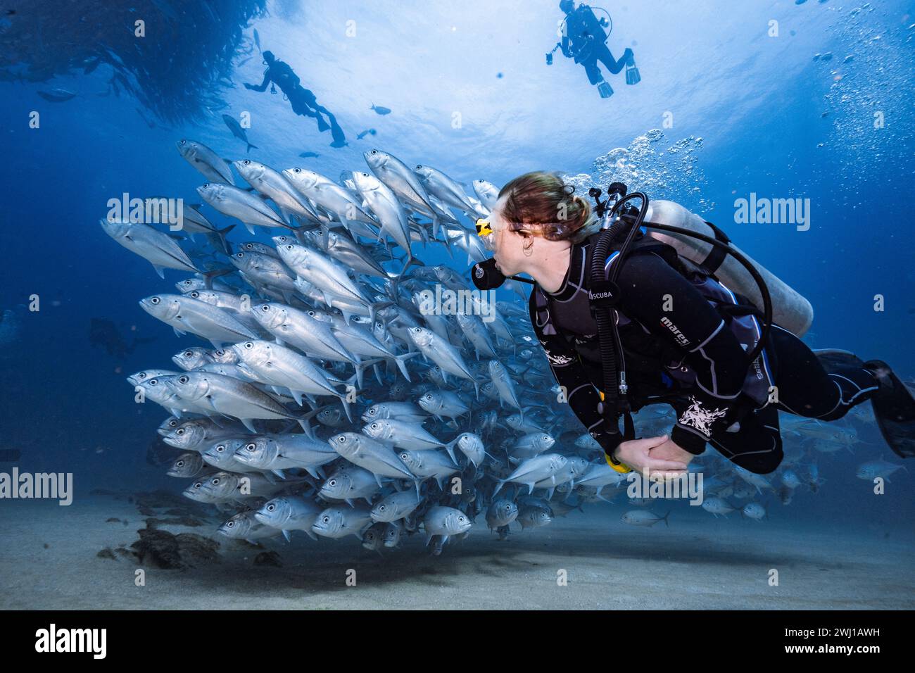 A person scuba diving amidst a school of fish in the ocean in Mexico ...