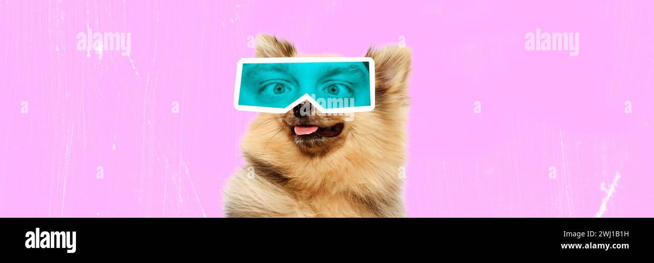 Banner. Contemporary art collage. Pomeranian Schpitz with male eyes ...