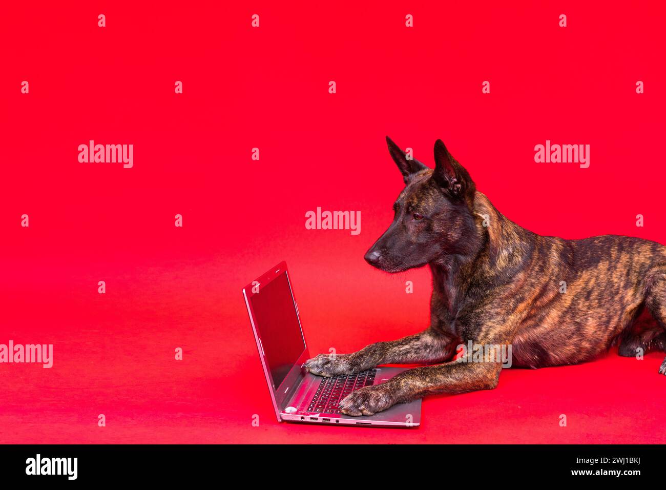 Funny dutch shepherd dog lying in front of laptop and looking with ...