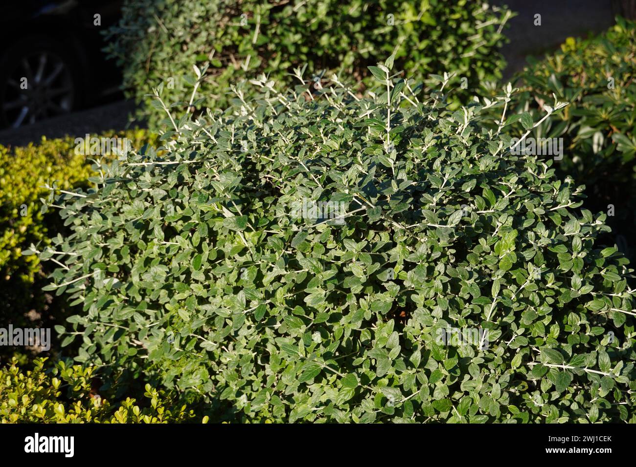 Teucrium fruticans hi-res stock photography and images - Alamy