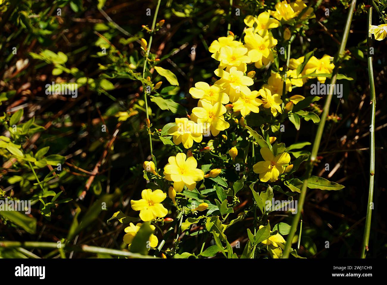 Winter jasmine, or Jasminum nudiflorum, vine with yellow flowers Stock ...