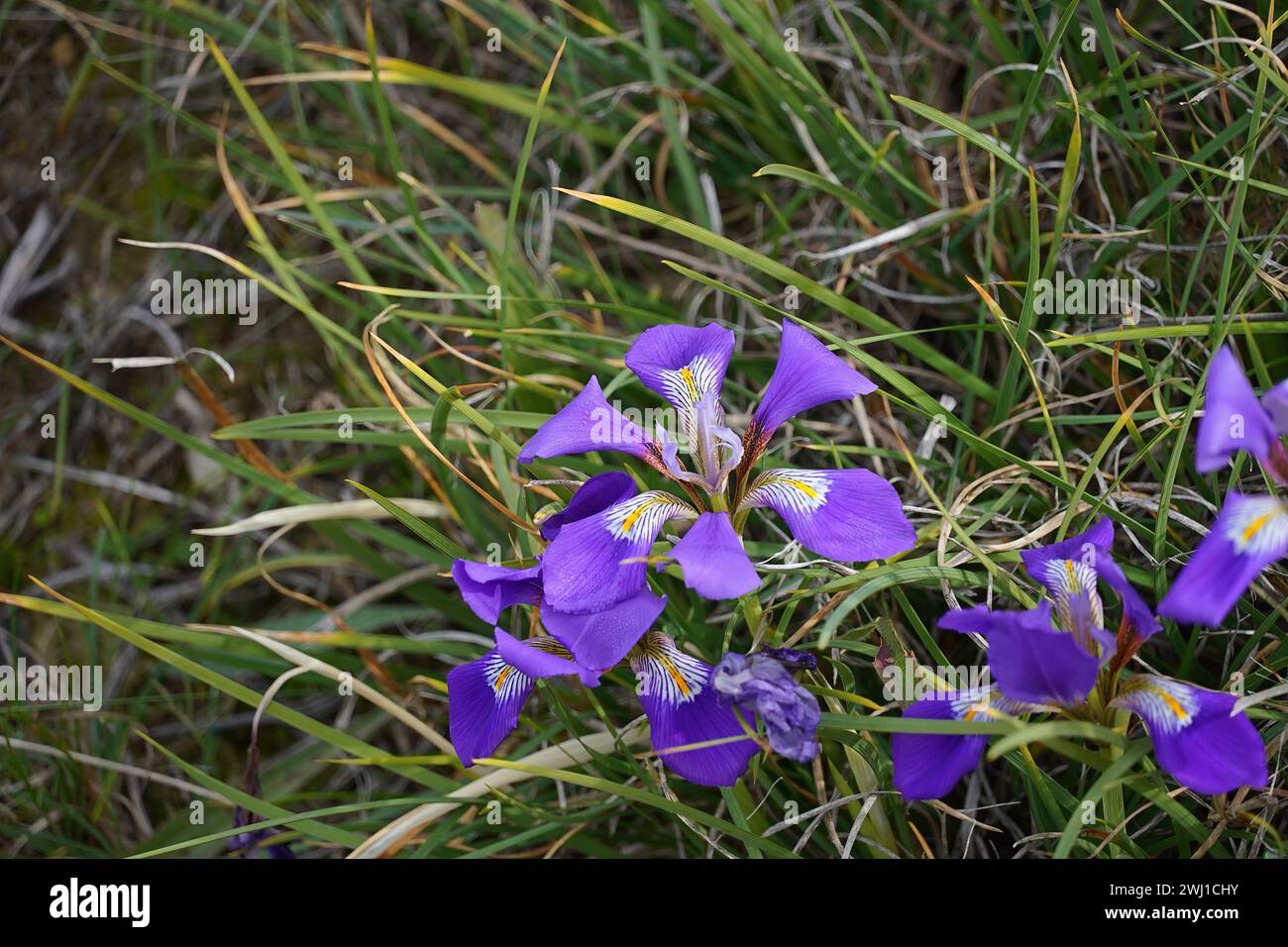 Algerian iris unguicularis hi-res stock photography and images - Alamy