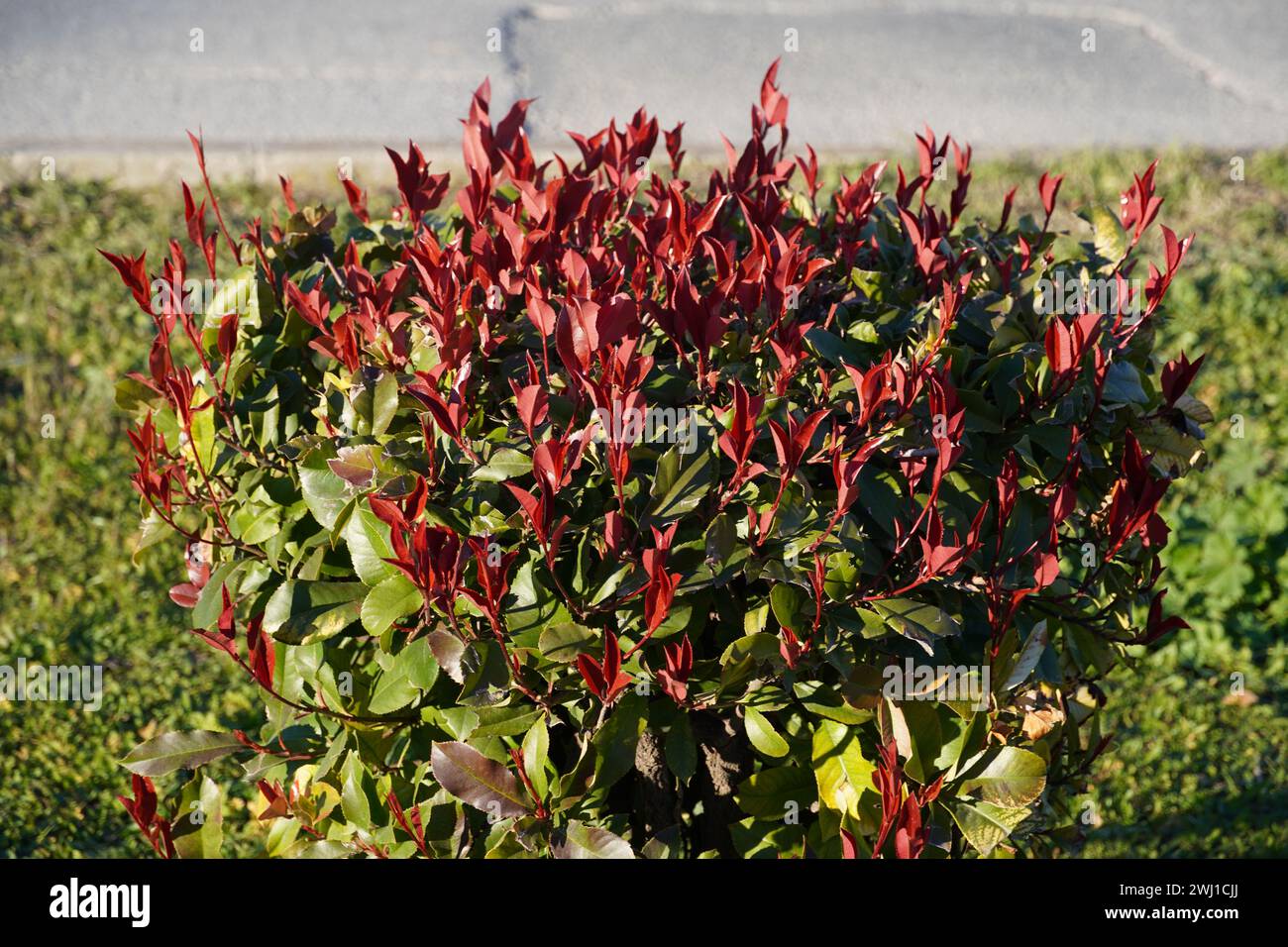 A photinia fraseri red robin shrub with red and green leaves in a ...