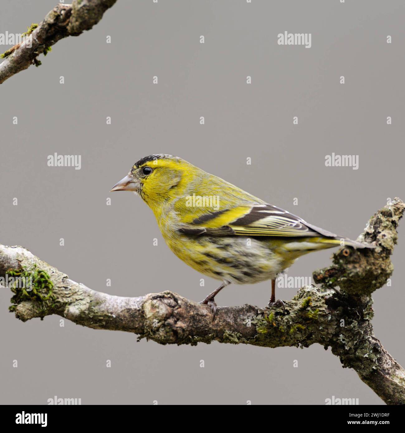 Sitzender vogel hi-res stock photography and images - Alamy