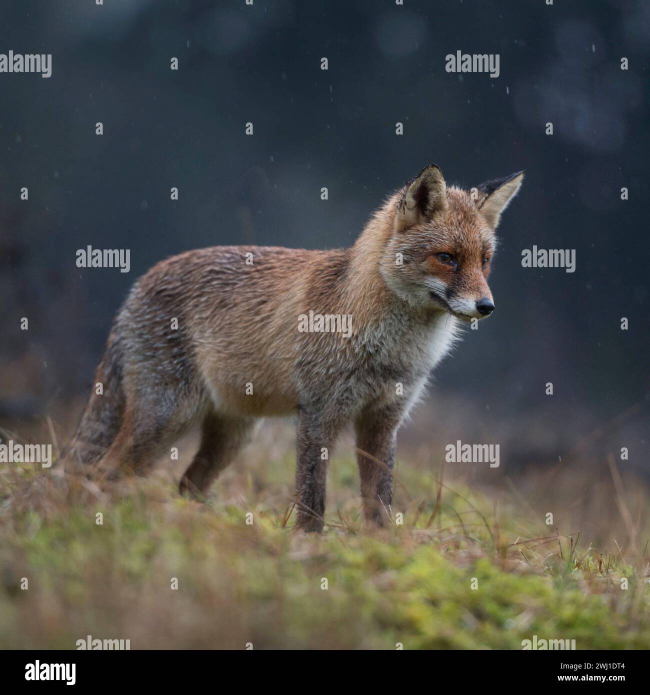 Jagd wald dunkel hi-res stock photography and images - Alamy
