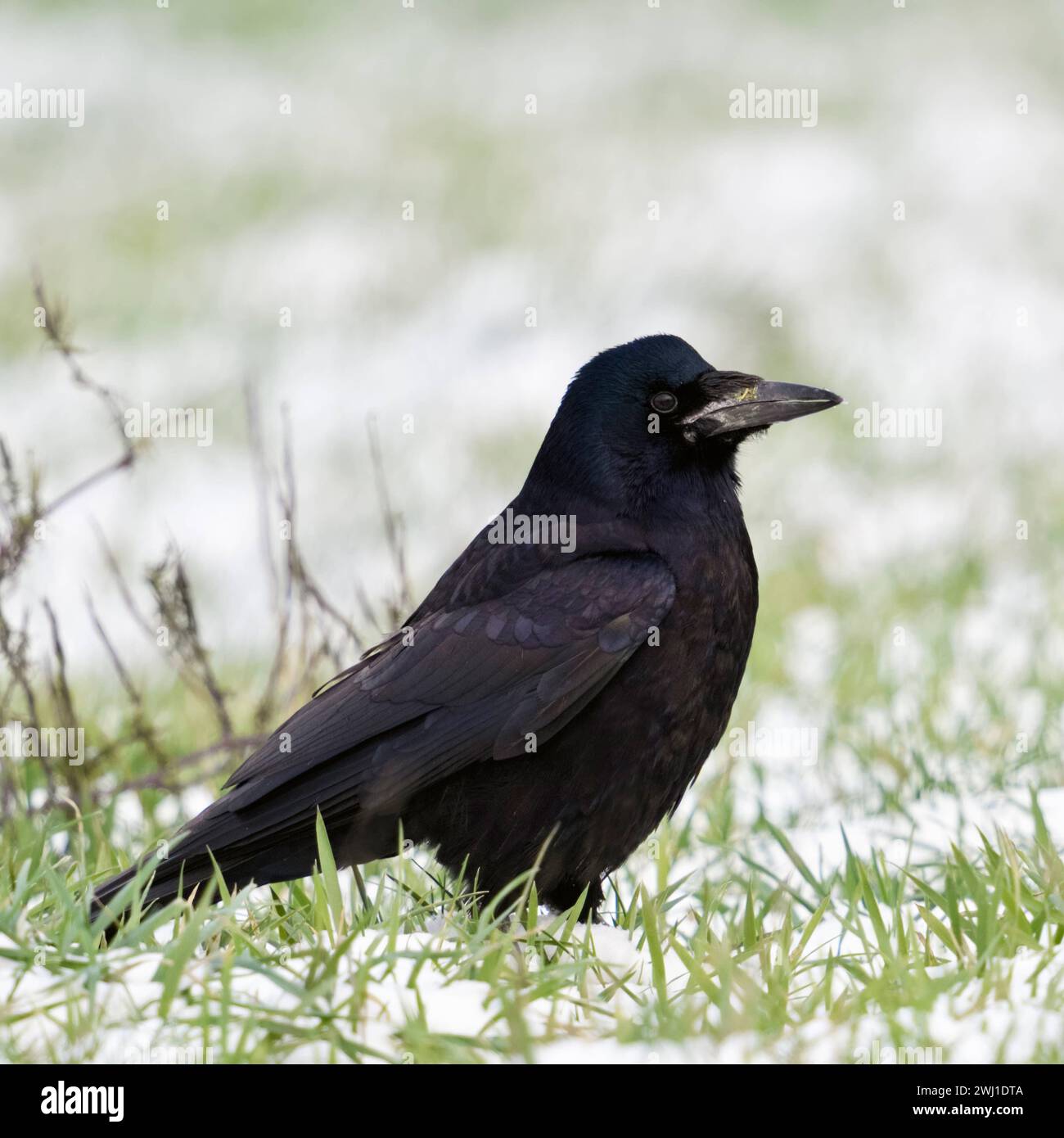 Rabenvogel 6 Buchstaben