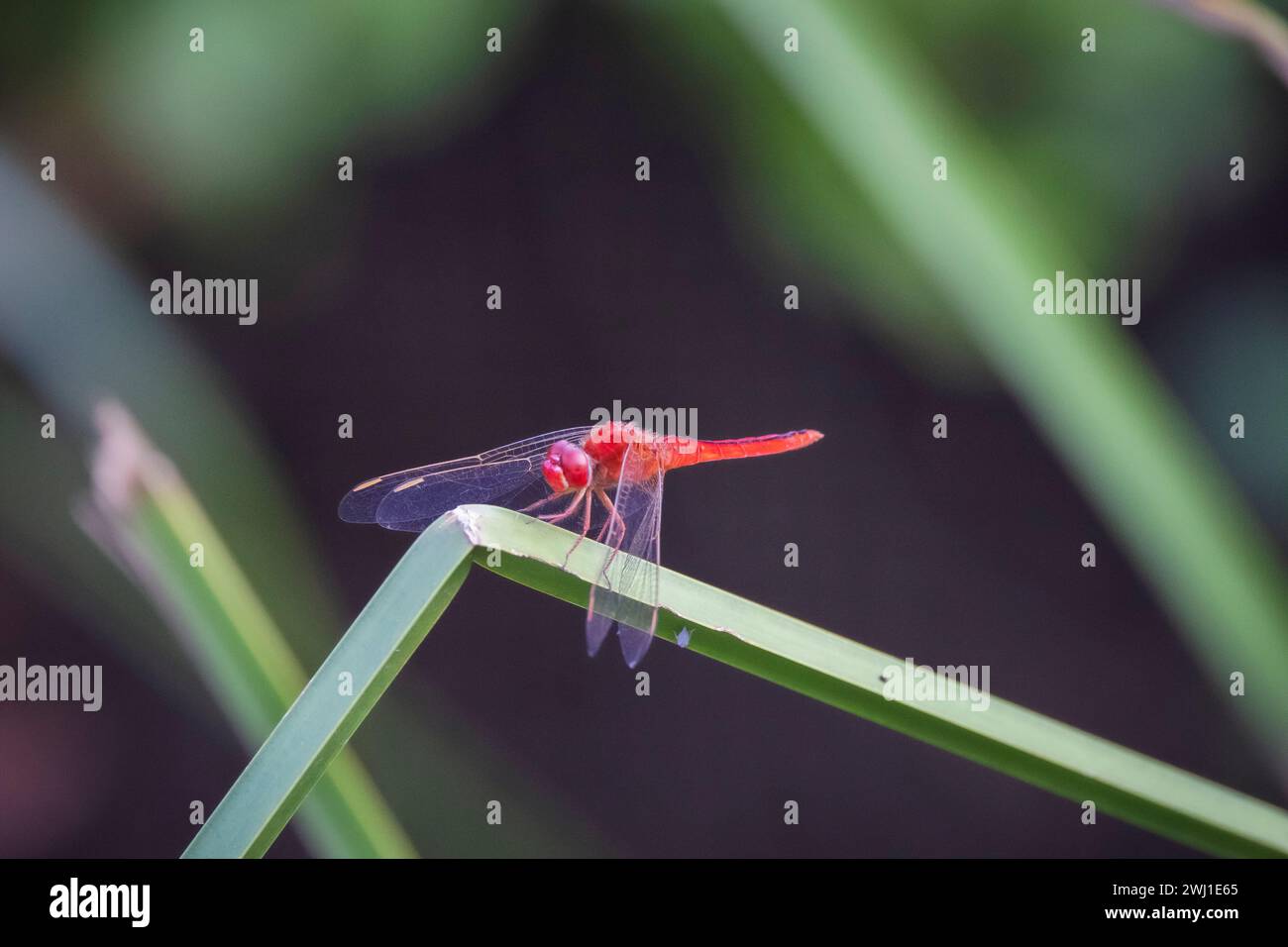 Dragonfly red insect wildlife hi-res stock photography and images - Alamy