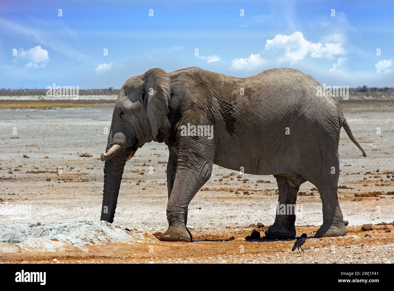 Large Bull Elephant with a broken tusk drinking from a small man-made ...