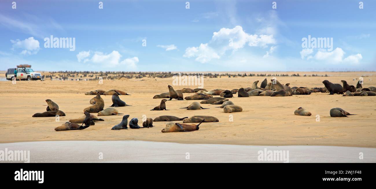 Sandwich Harbour, Walvis Bay, Namibia 15-11-23. A large colony of Cape ...