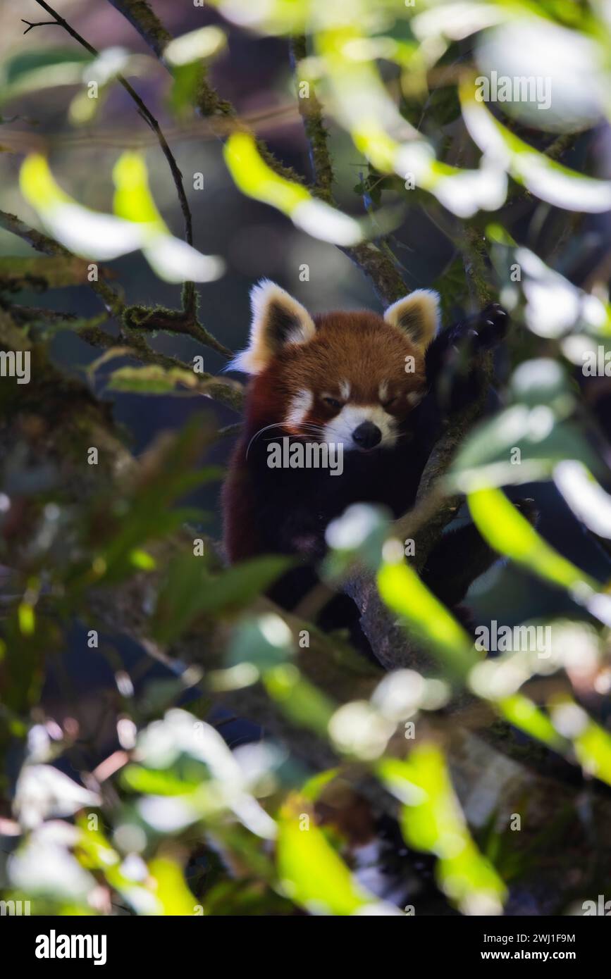 Red Panda, Ailurus fulgens, Sikkim, India Stock Photo - Alamy