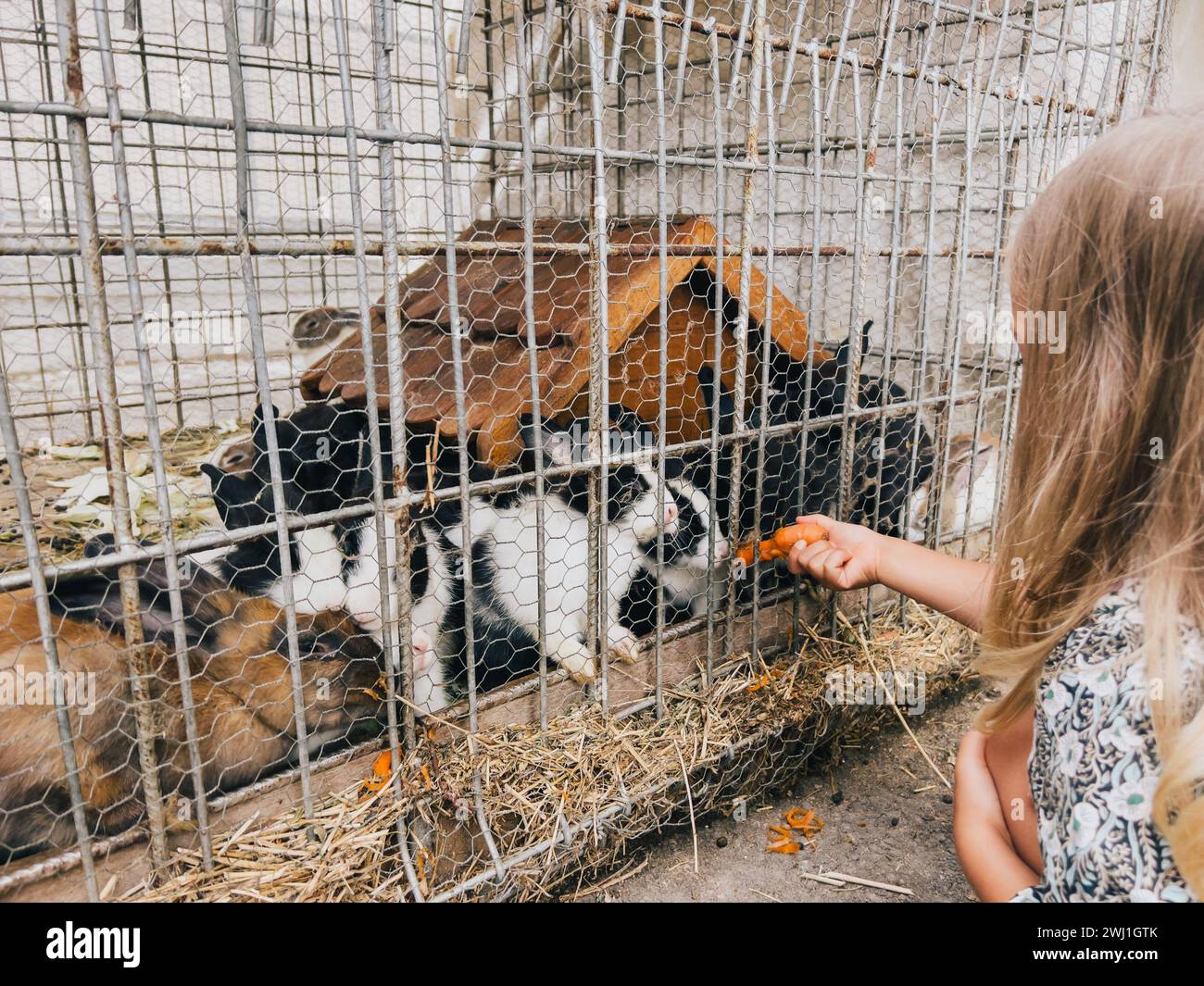 Little girl feeds carrots to rabbits by pushing it through a net in a ...