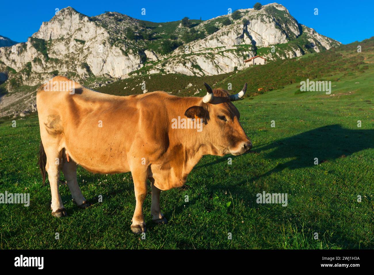 Mountain cow sits on a lawn in a national park at dawn Stock Photo - Alamy
