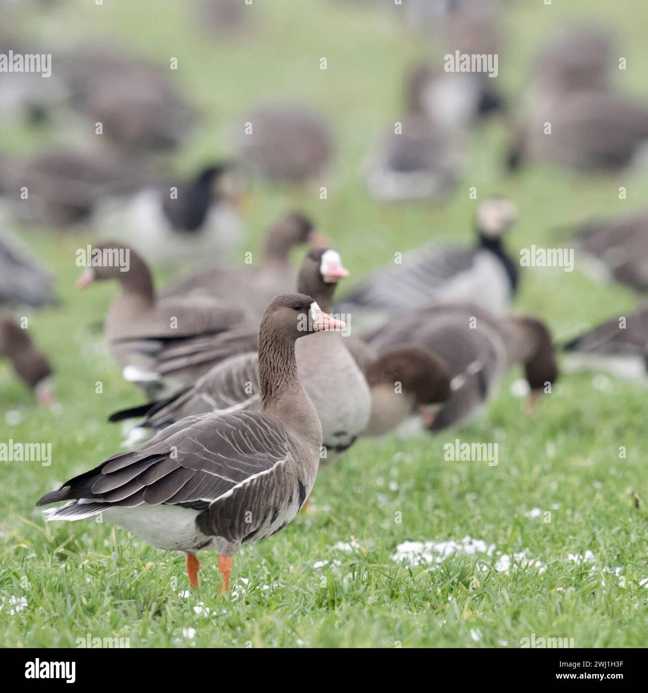 Greater White-fronted Geese ( Anser albifrons ), overwintering arctic ...