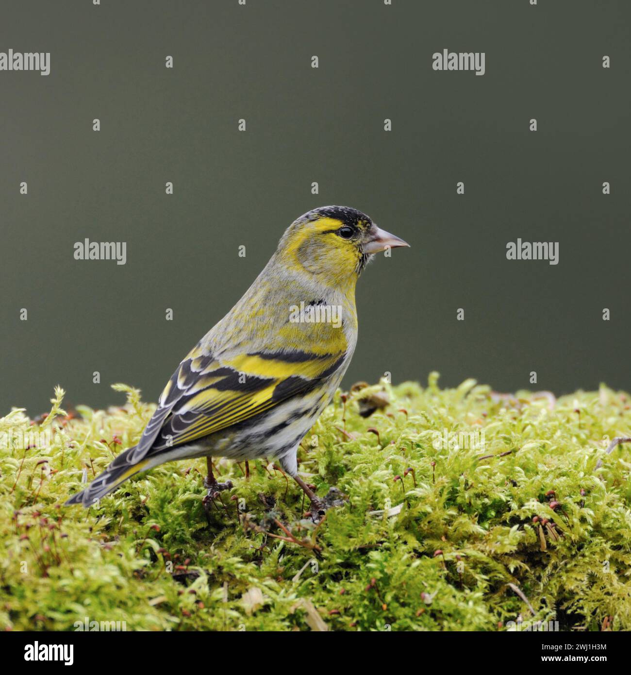 Eurasian Siskin ( Spinus spinus ), male bird in breeding dress, sitting ...