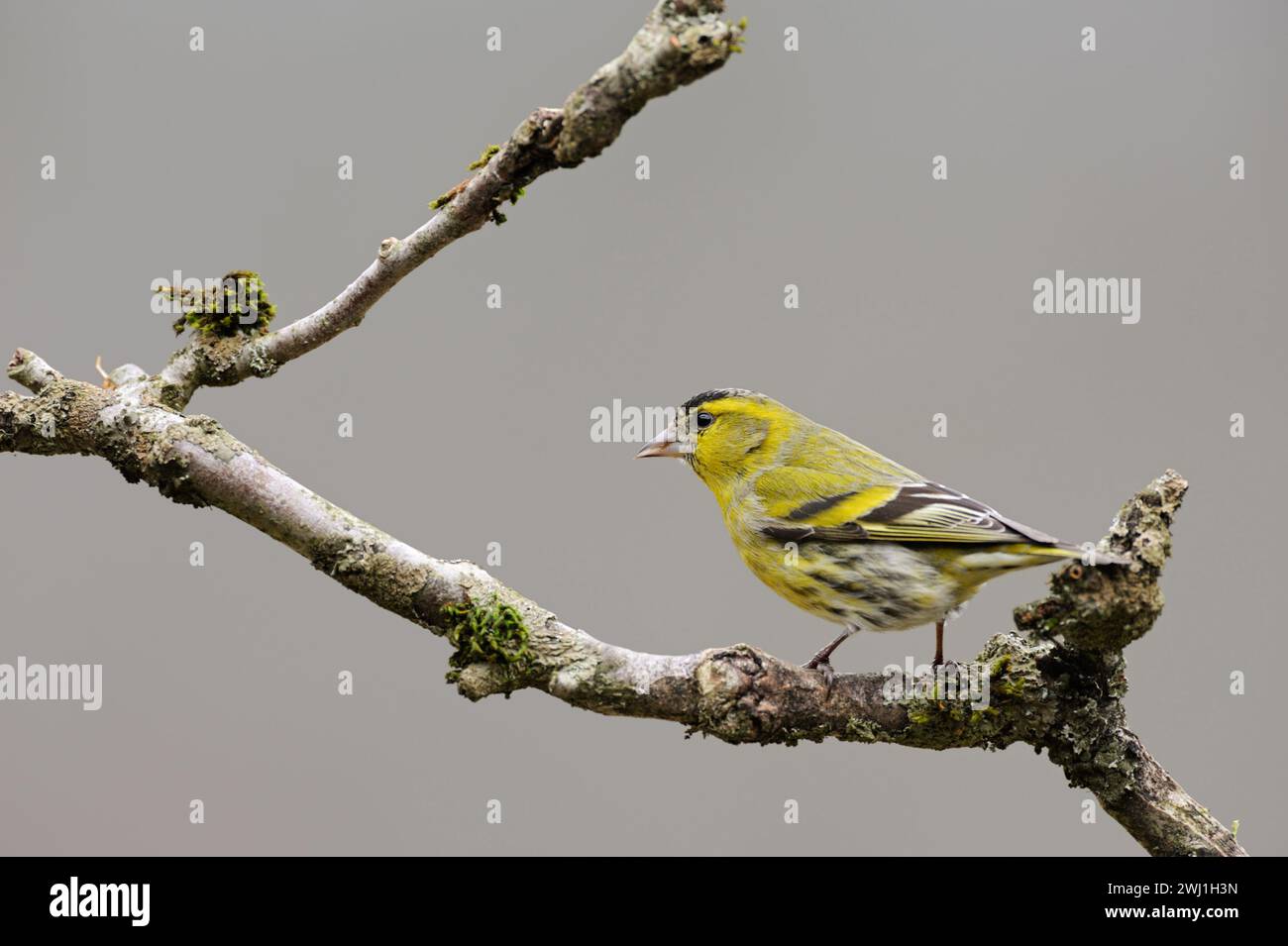 Eurasian Siskin ( Spinus spinus ), male bird in breeding dress, perched ...