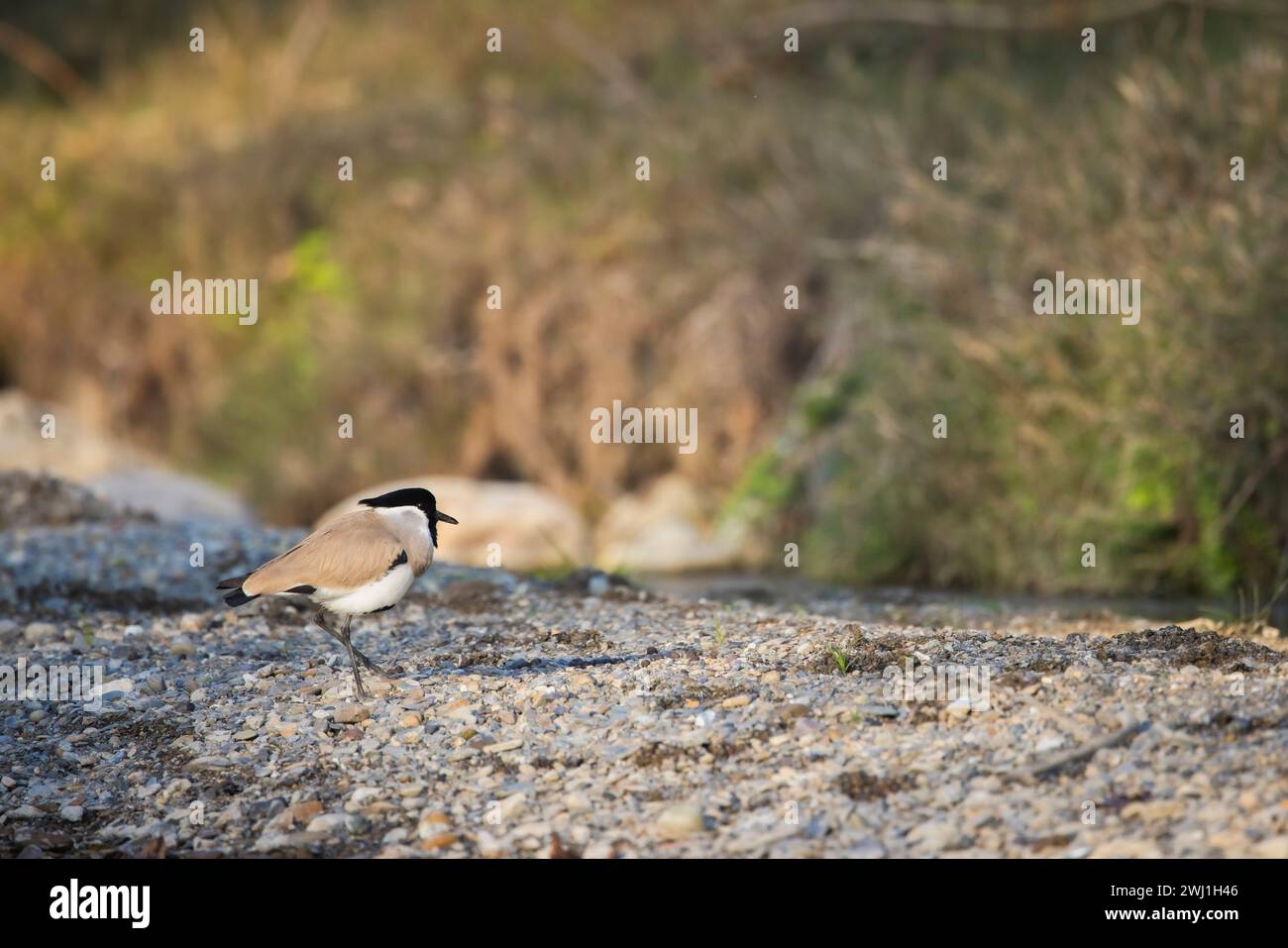 River Lapwing, Vanellus duvaucelii, Uttarakhand, India Stock Photo - Alamy