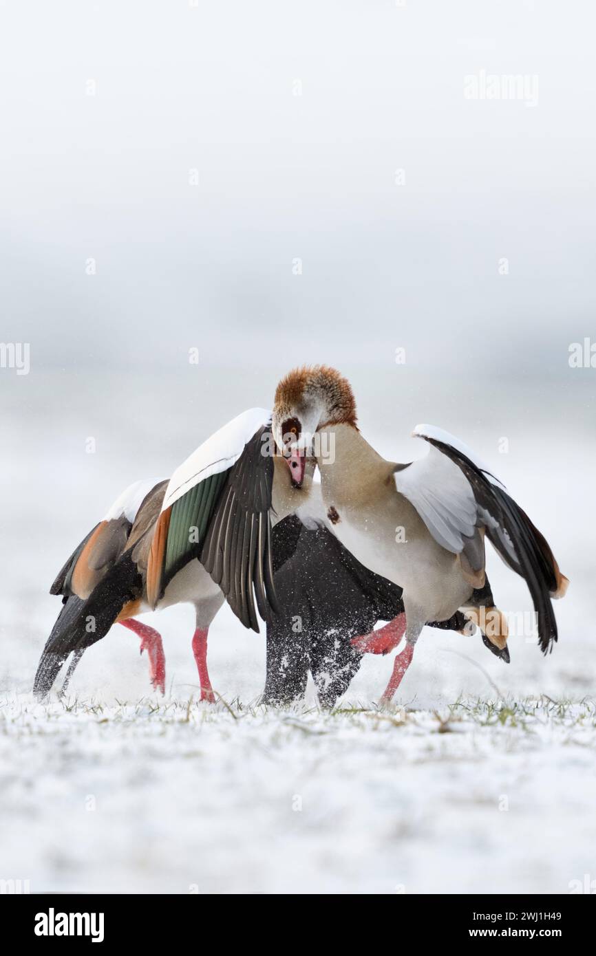 Egyptian Geese (Alopochen aegyptiacus) in winter, snow, in aggressive ...