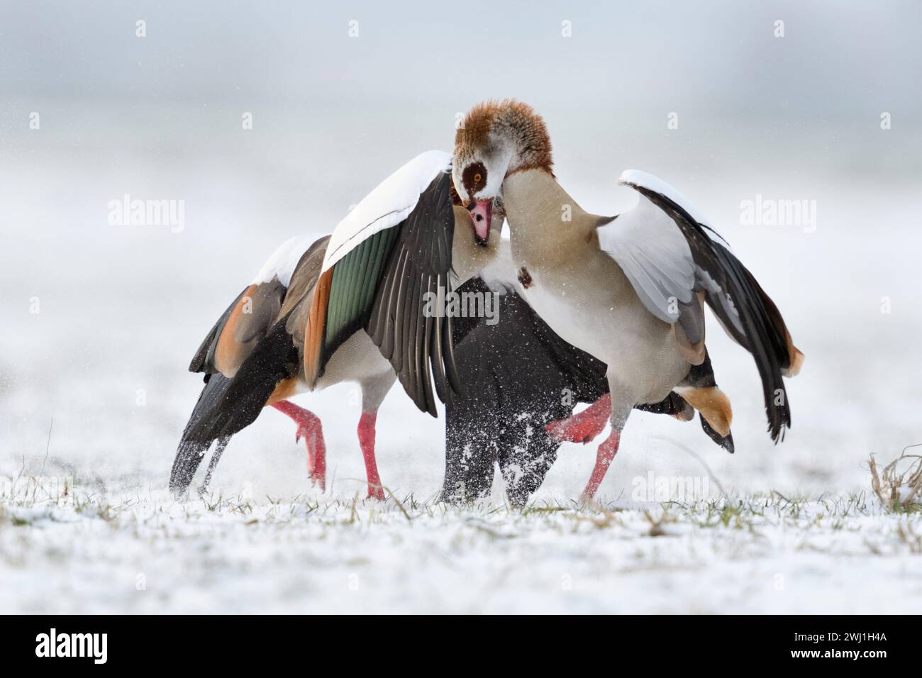 Egyptian Geese (Alopochen aegyptiacus) in winter, snow, in aggressive ...