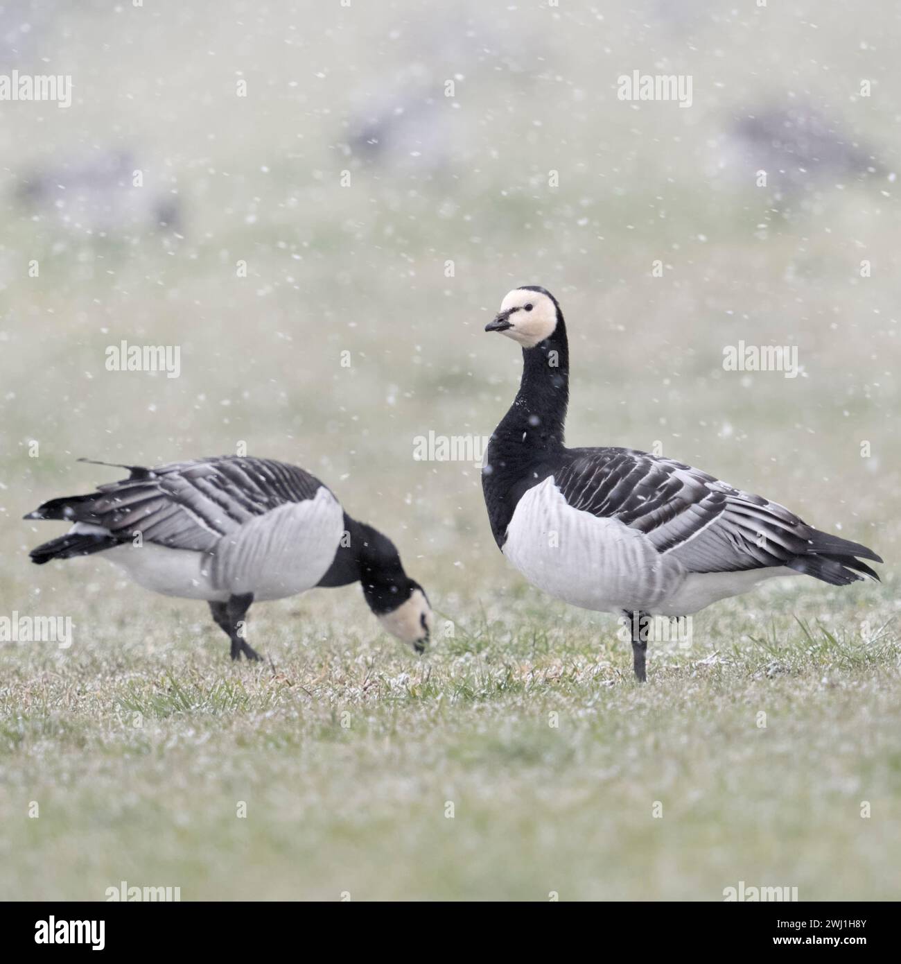 Barnacle Geese ( Branta leucopsis ), flock in winter, feeding on a ...