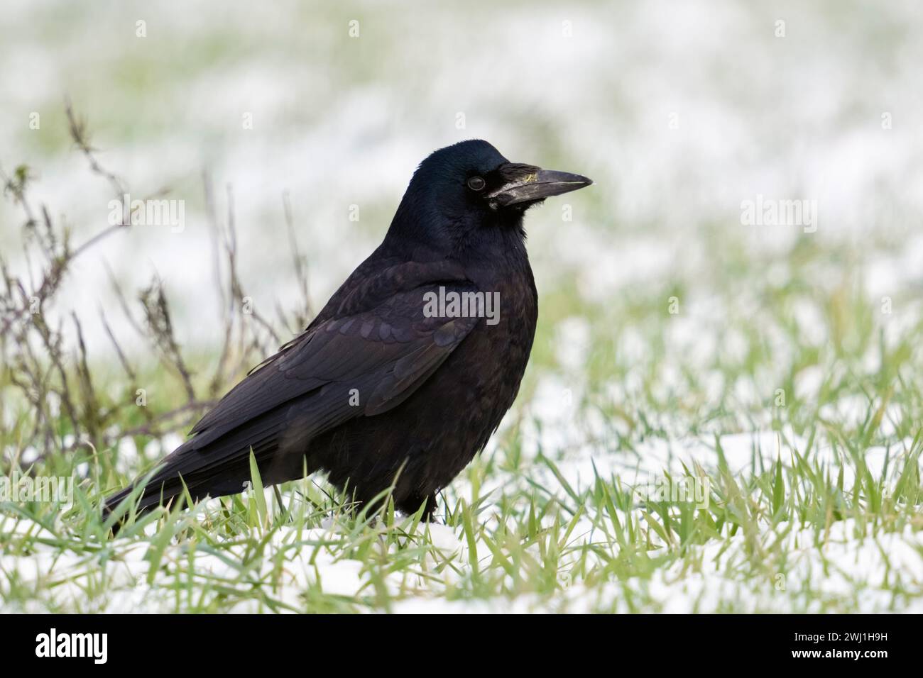 Rook ( Corvus frugilegus ), sitting in snow on farmland, resting, shy ...