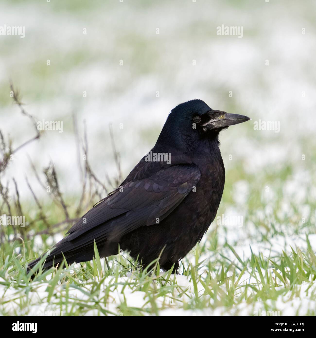 Rook ( Corvus frugilegus ), sitting in snow on farmland, resting, shy ...
