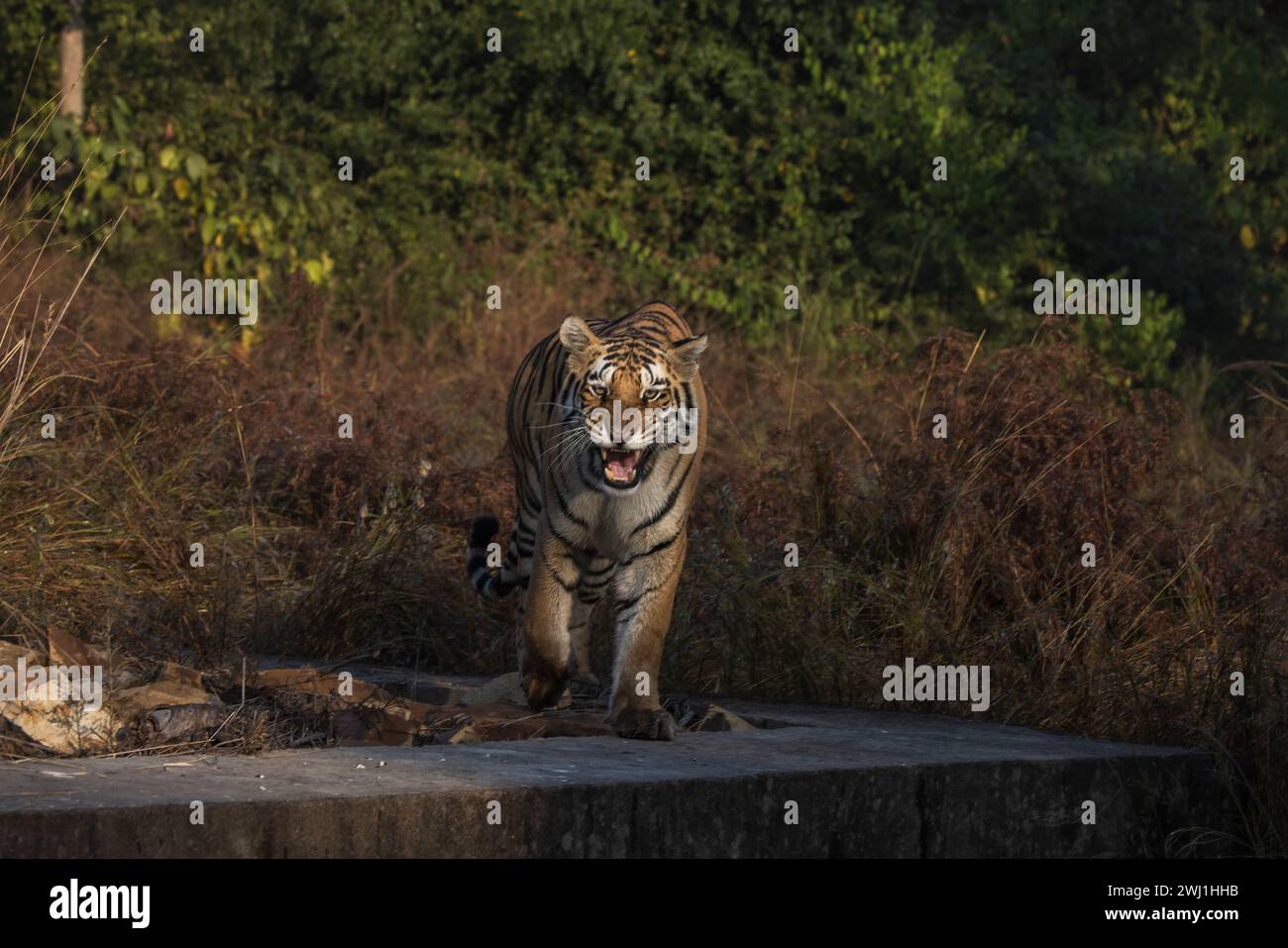 Royal Bengal Tiger, Panthera tigris, female, Panna Tiger Reserve ...