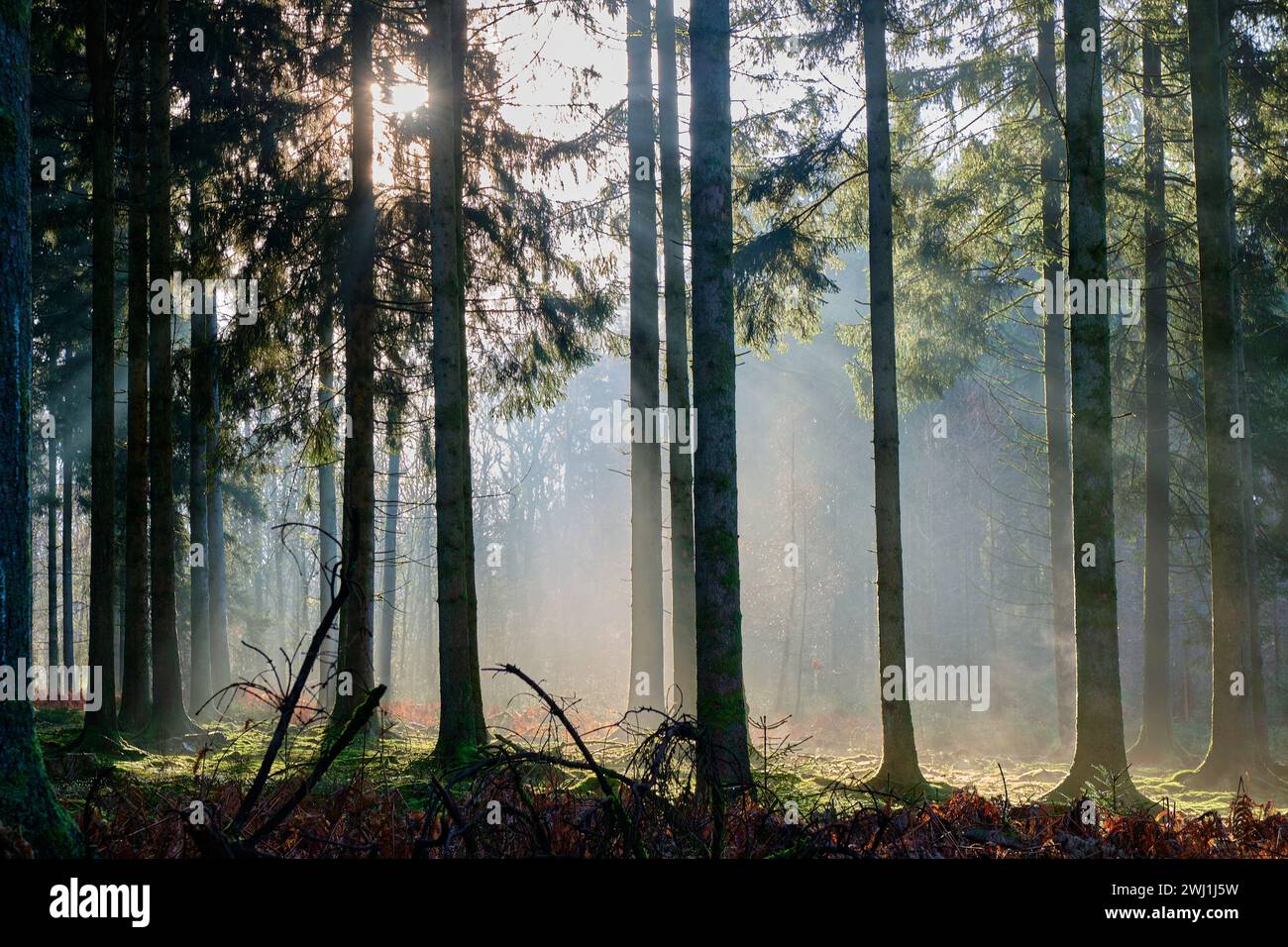 Sun shinning through the trees of the wood forest near Herbeumont ...