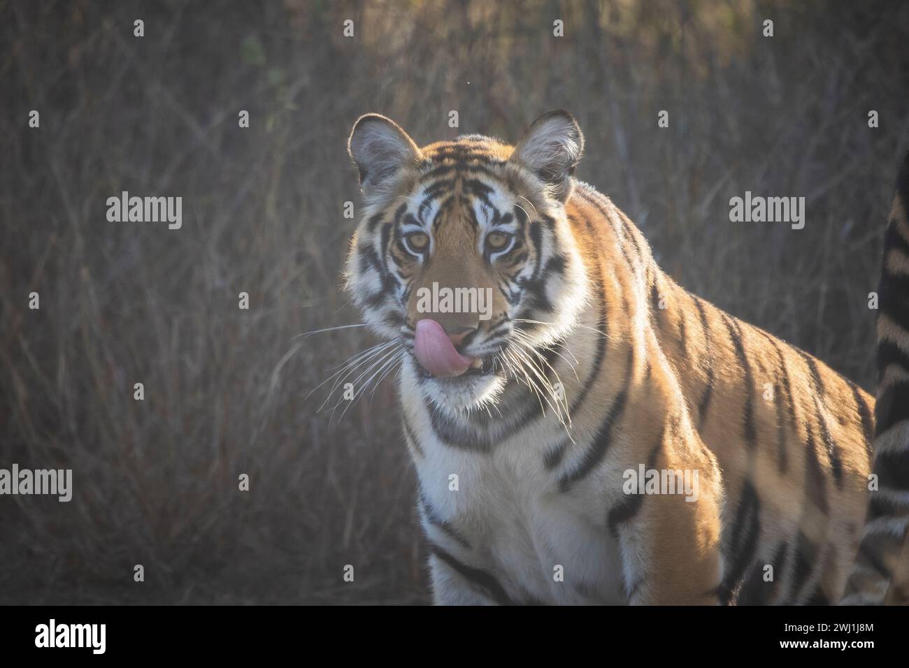 Royal Bengal Tiger, Panthera tigris, cub, Panna Tiger Reserve, Madhya ...
