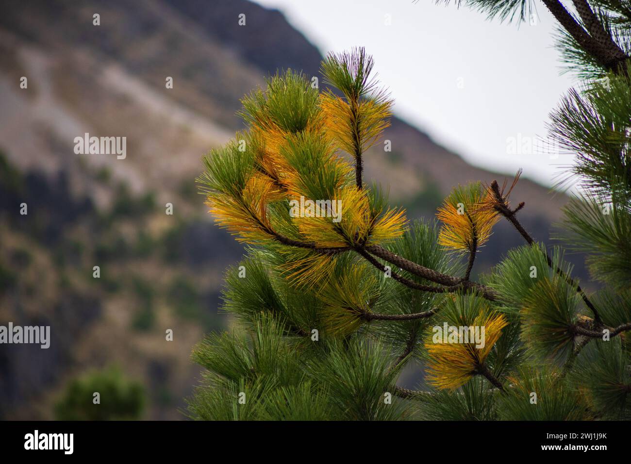A majestic avian perches on a lofty pine branch, Nevado de Colima ...