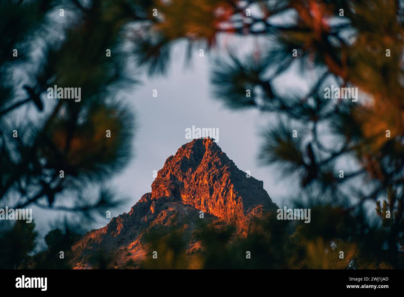 A Mountain peak visible through pine branches, Nevado de Colima ...