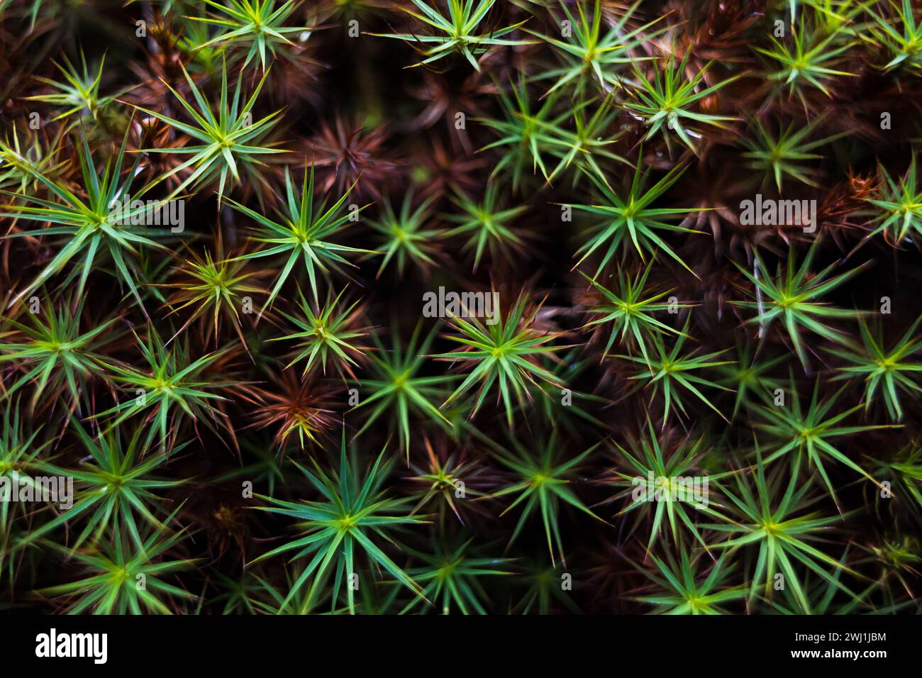 A Close-up of an unusual plant featuring minute vibrant green spikes ...