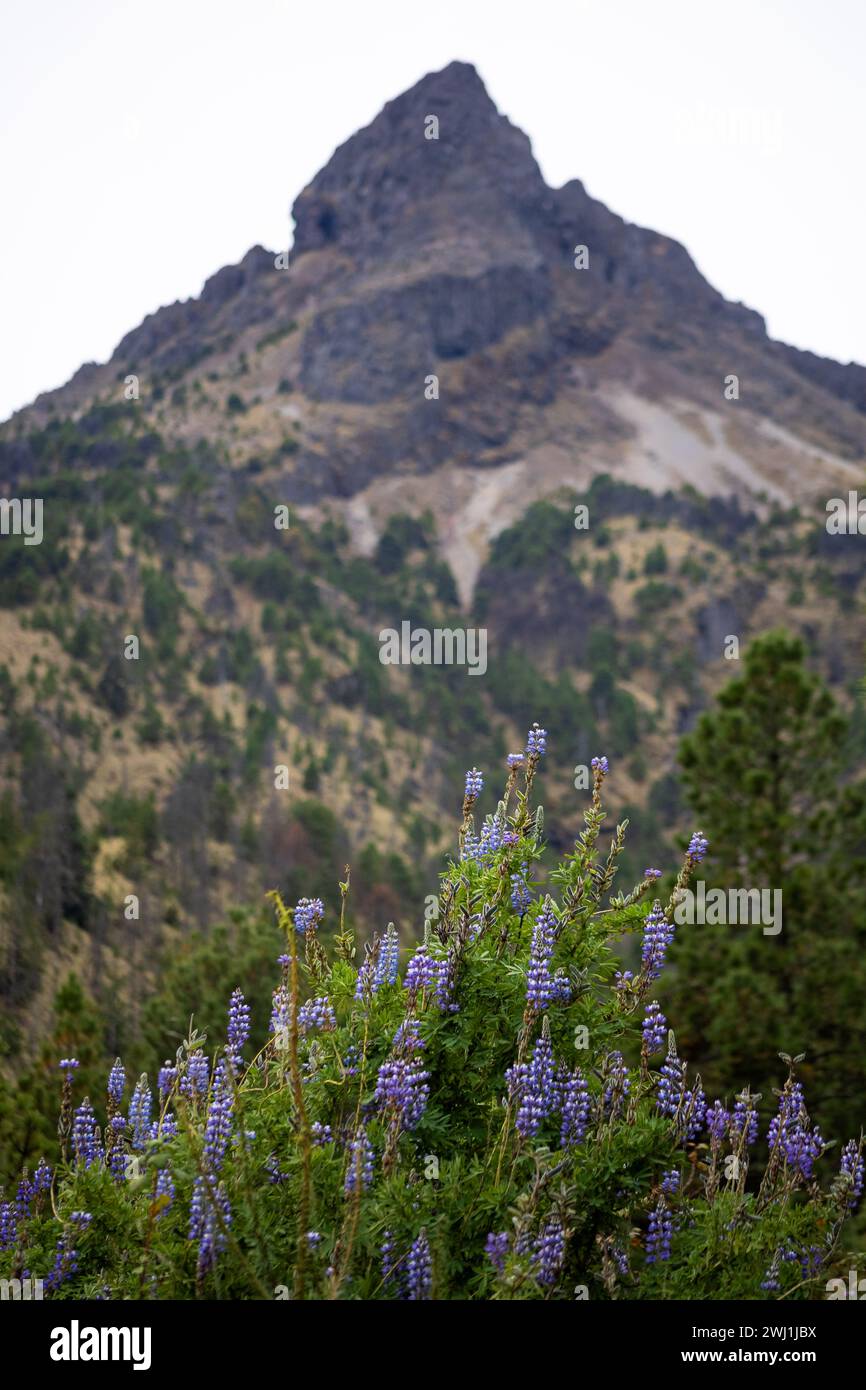 Nevado de colima national park hi-res stock photography and images - Alamy