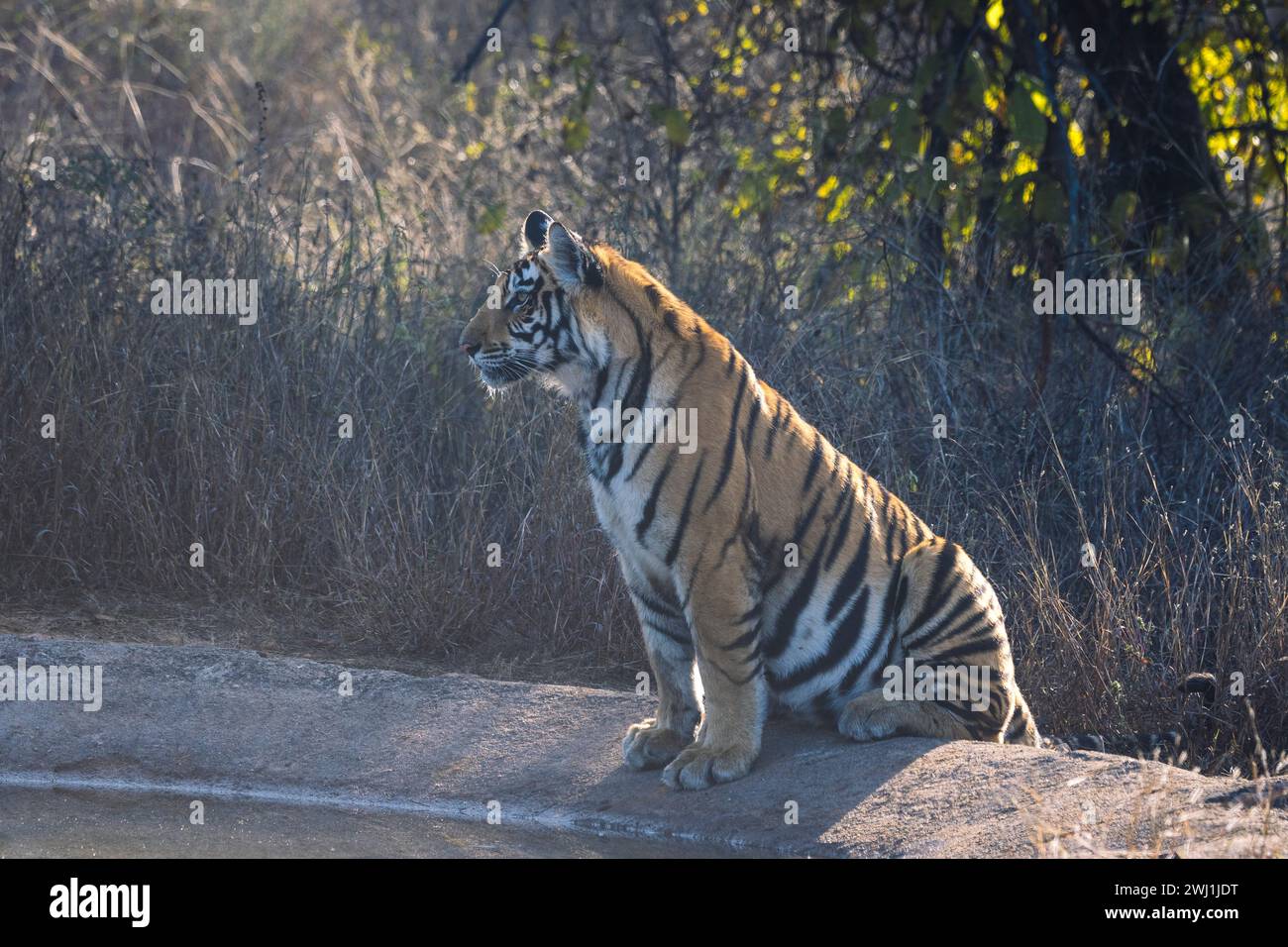 Royal Bengal Tiger, Panthera tigris, cub, Panna Tiger Reserve, Madhya ...