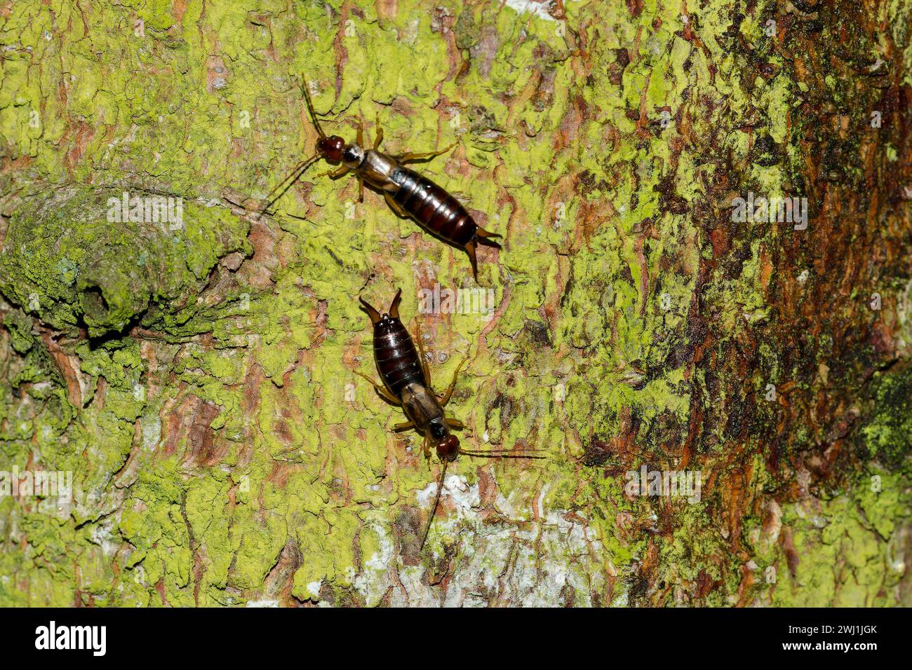 Actual earwigs hi-res stock photography and images - Alamy