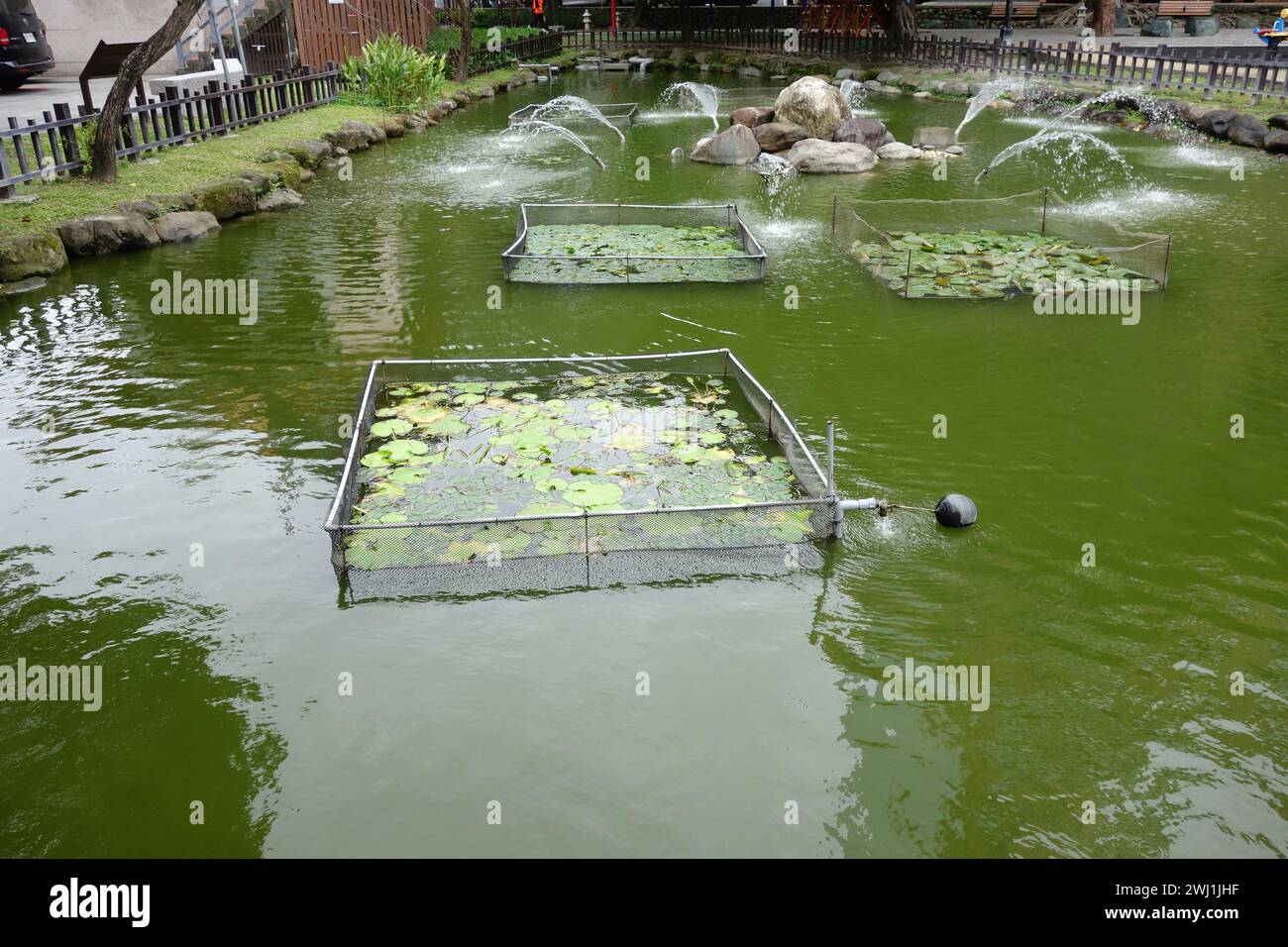 Pond netting leaves hi-res stock photography and images - Alamy