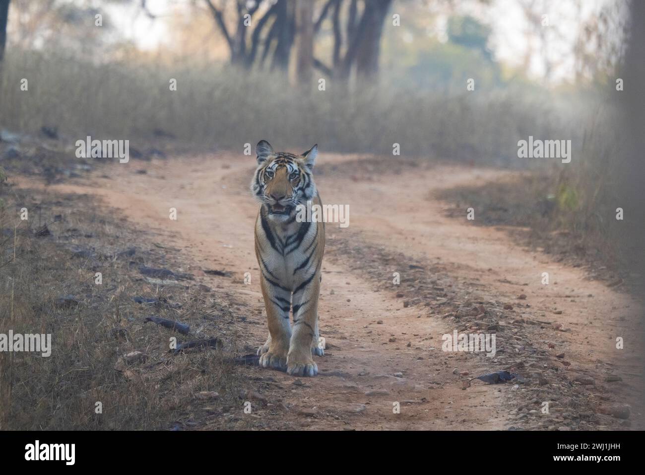 Royal bengal tiger cub walking hi-res stock photography and images - Alamy