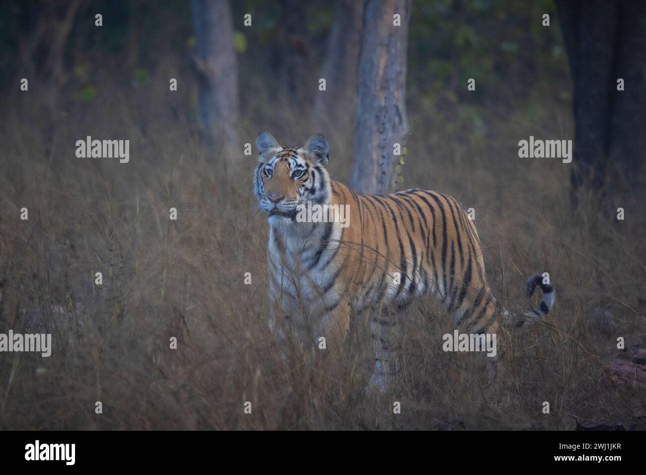 Royal Bengal Tiger, Panthera tigris, cub, Panna Tiger Reserve, Madhya ...