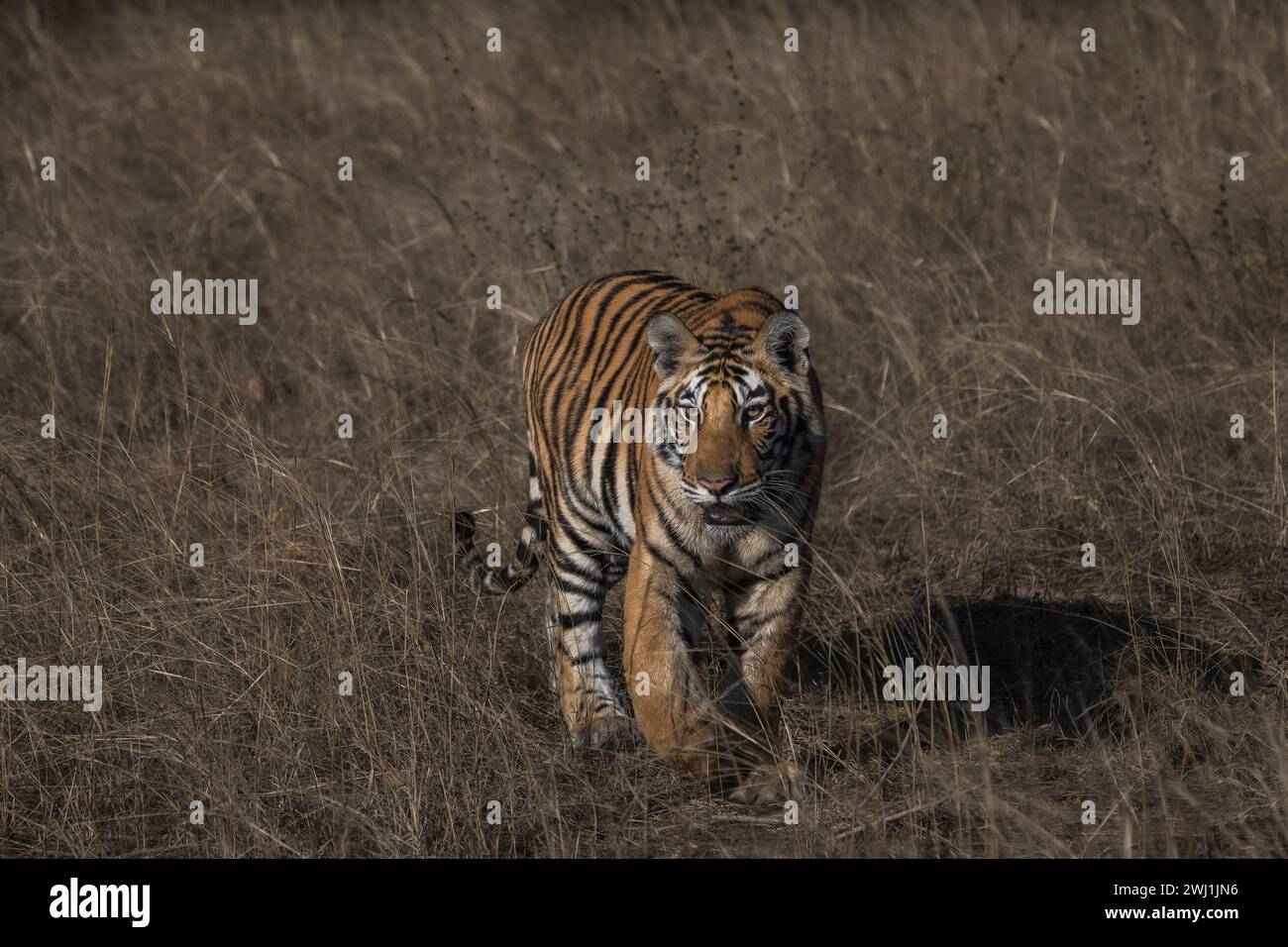 Royal Bengal Tiger, Panthera tigris, cub, Panna Tiger Reserve, Madhya ...