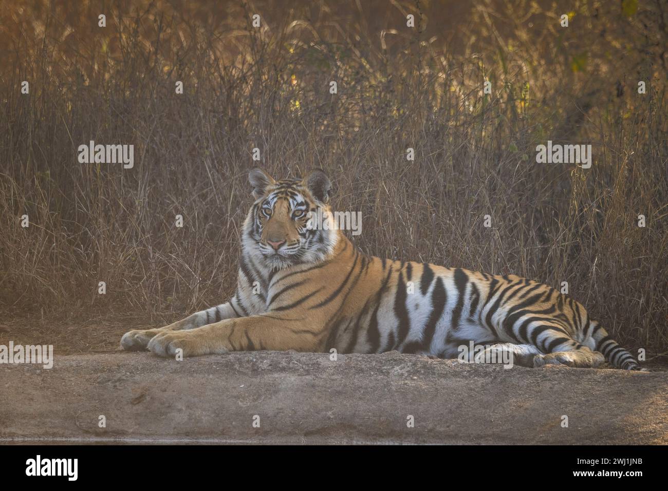 Royal Bengal Tiger, Panthera tigris, cub, Panna Tiger Reserve, Madhya ...