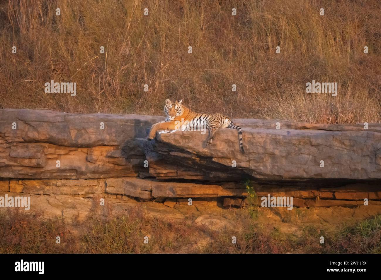 Royal Bengal Tiger, Panthera tigris, cub, Panna Tiger Reserve, Madhya ...