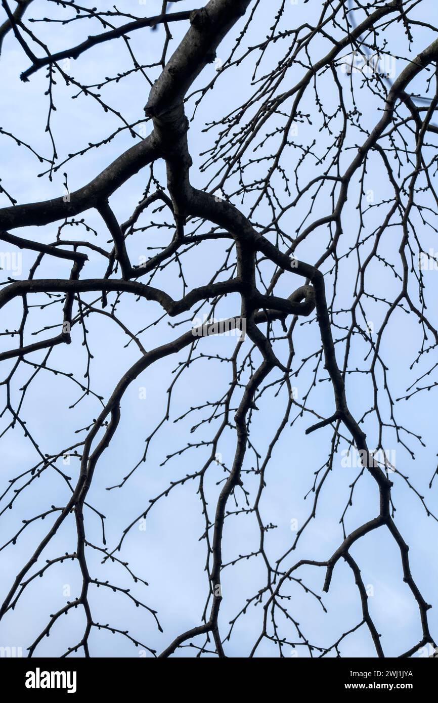 The leafless drooping branches of Ulmus glabra ‘Camperdownii’ Weeping ...