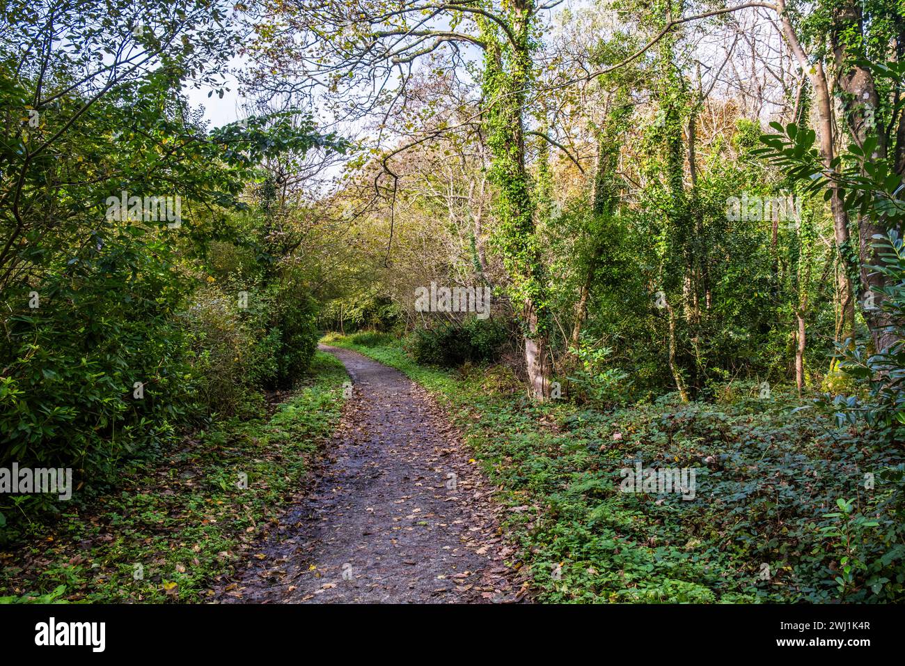A path in Tehidy Woods Country Park in Cornwall in the UK Stock Photo ...