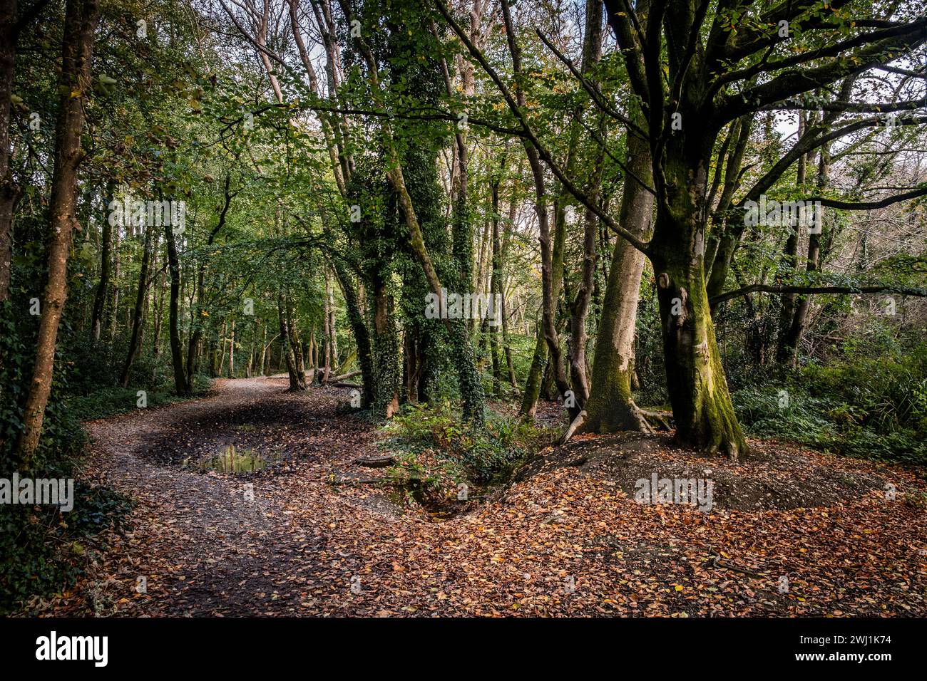 Paths in Tehidy Woods in Cornwall in the UK Stock Photo - Alamy