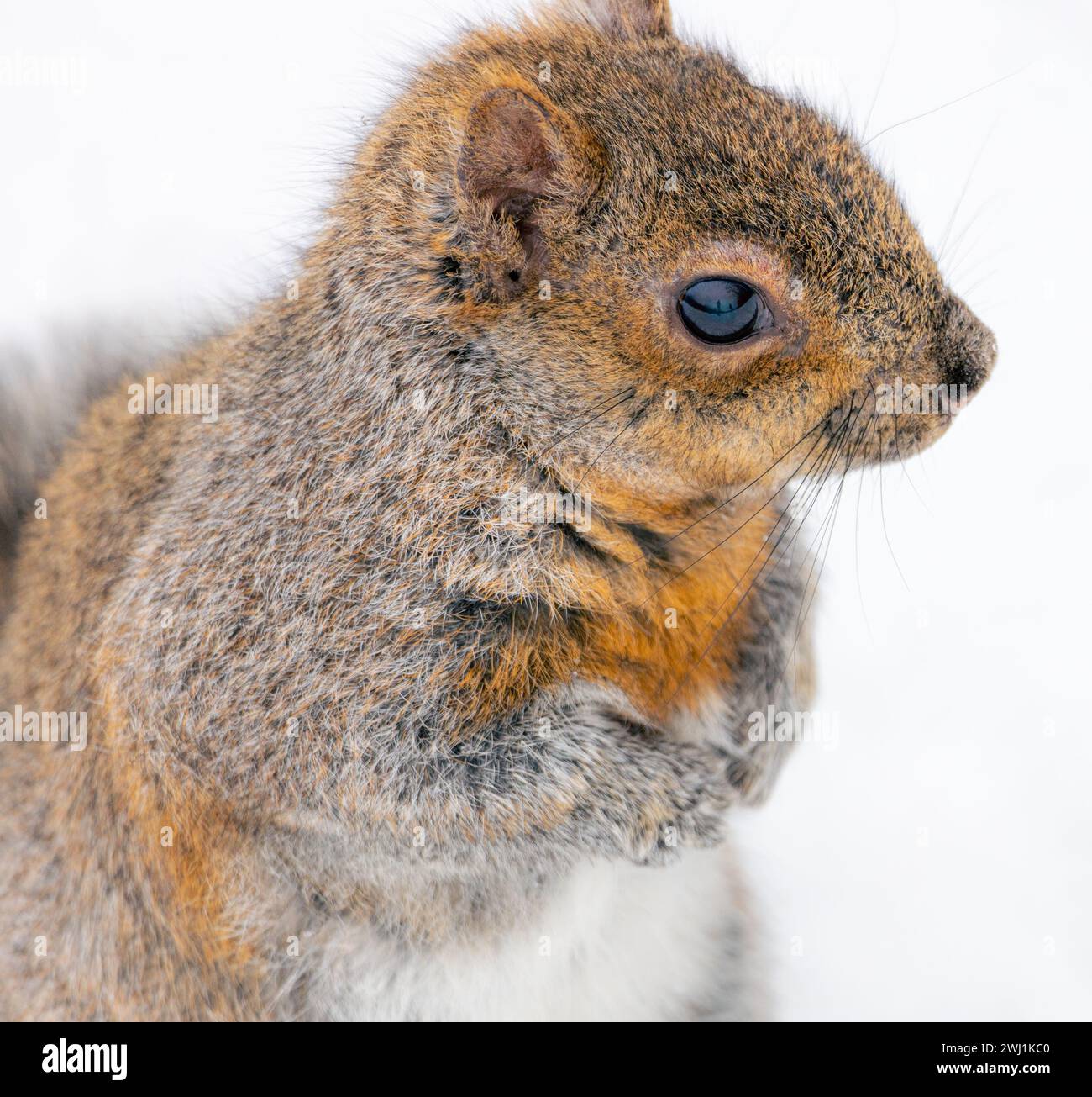 Angrignon park montreal hi-res stock photography and images - Alamy