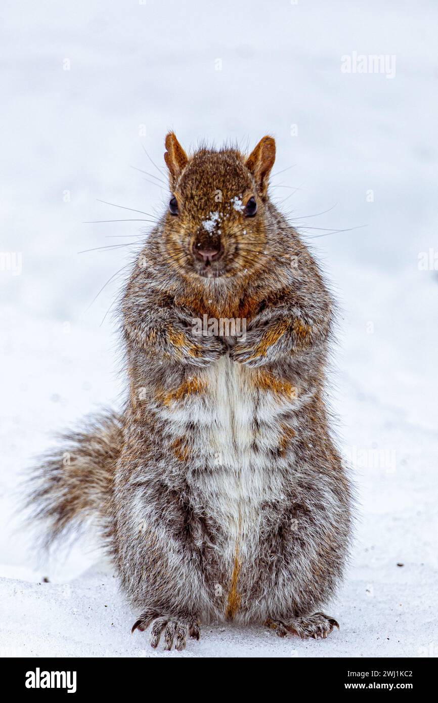 Montreal angrignon hi-res stock photography and images - Alamy